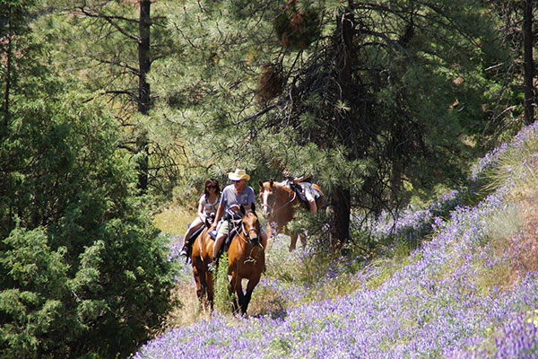 Okanagan Stables, Oyama - for a great horseback riding experience near ...