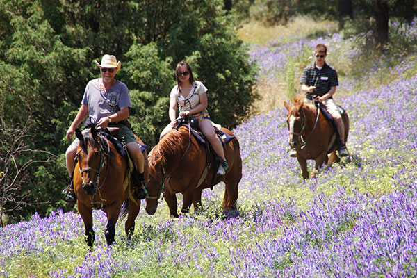 Okanagan Stables, Oyama - for a great horseback riding experience near ...